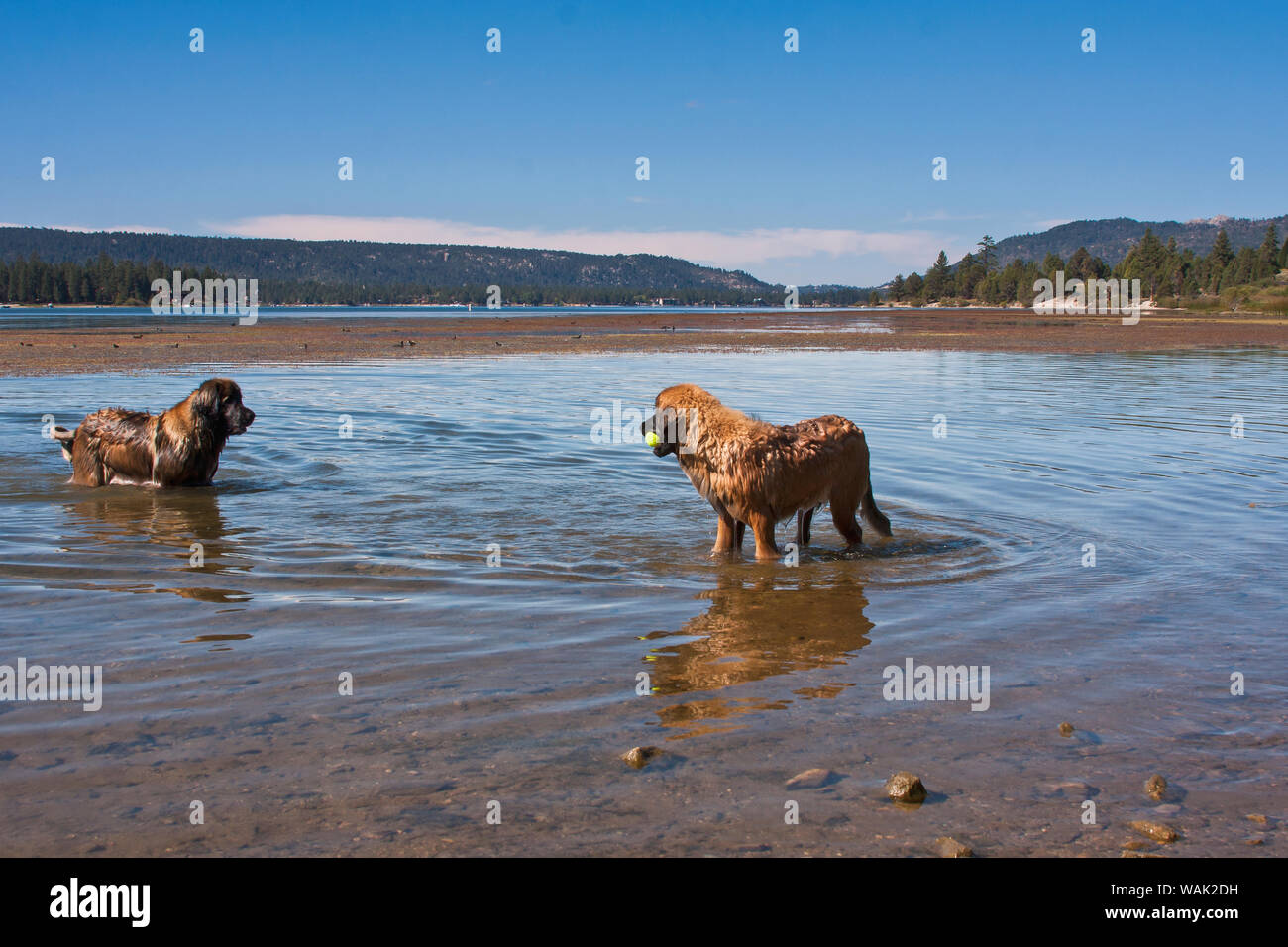 Leonbergers hi-res stock photography and images - Alamy