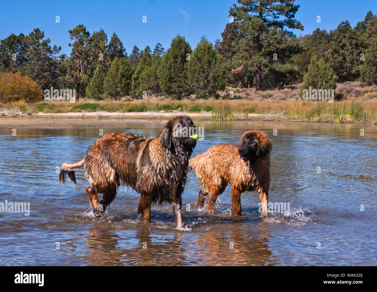 Two leonbergers playing in the lake (PR Stock Photo - Alamy