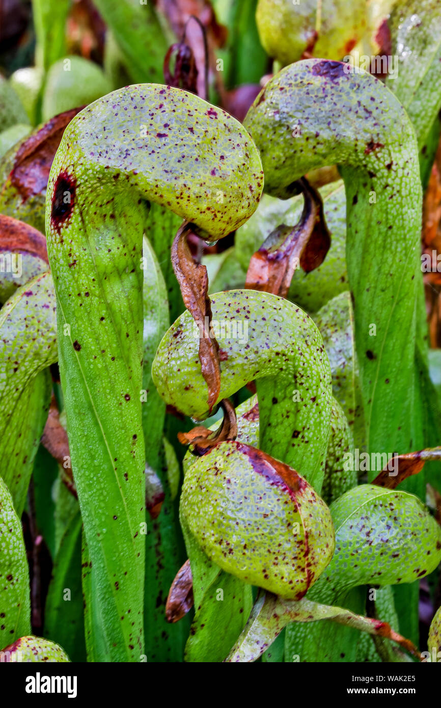 Darlingtonia hi-res stock photography and images - Alamy