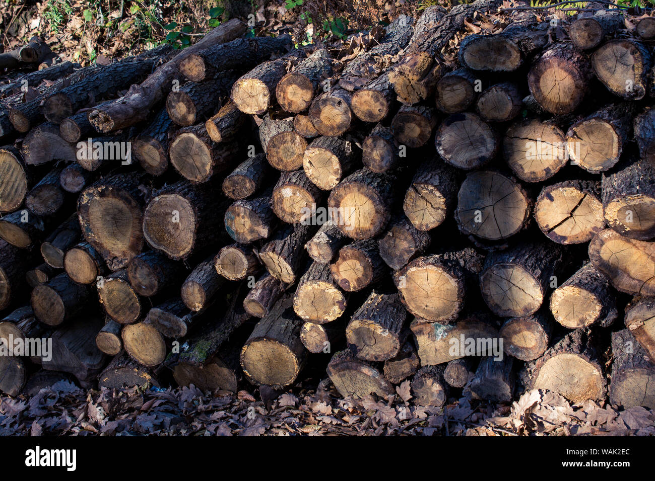 Wooden logs in a forest in the view Stock Photo - Alamy