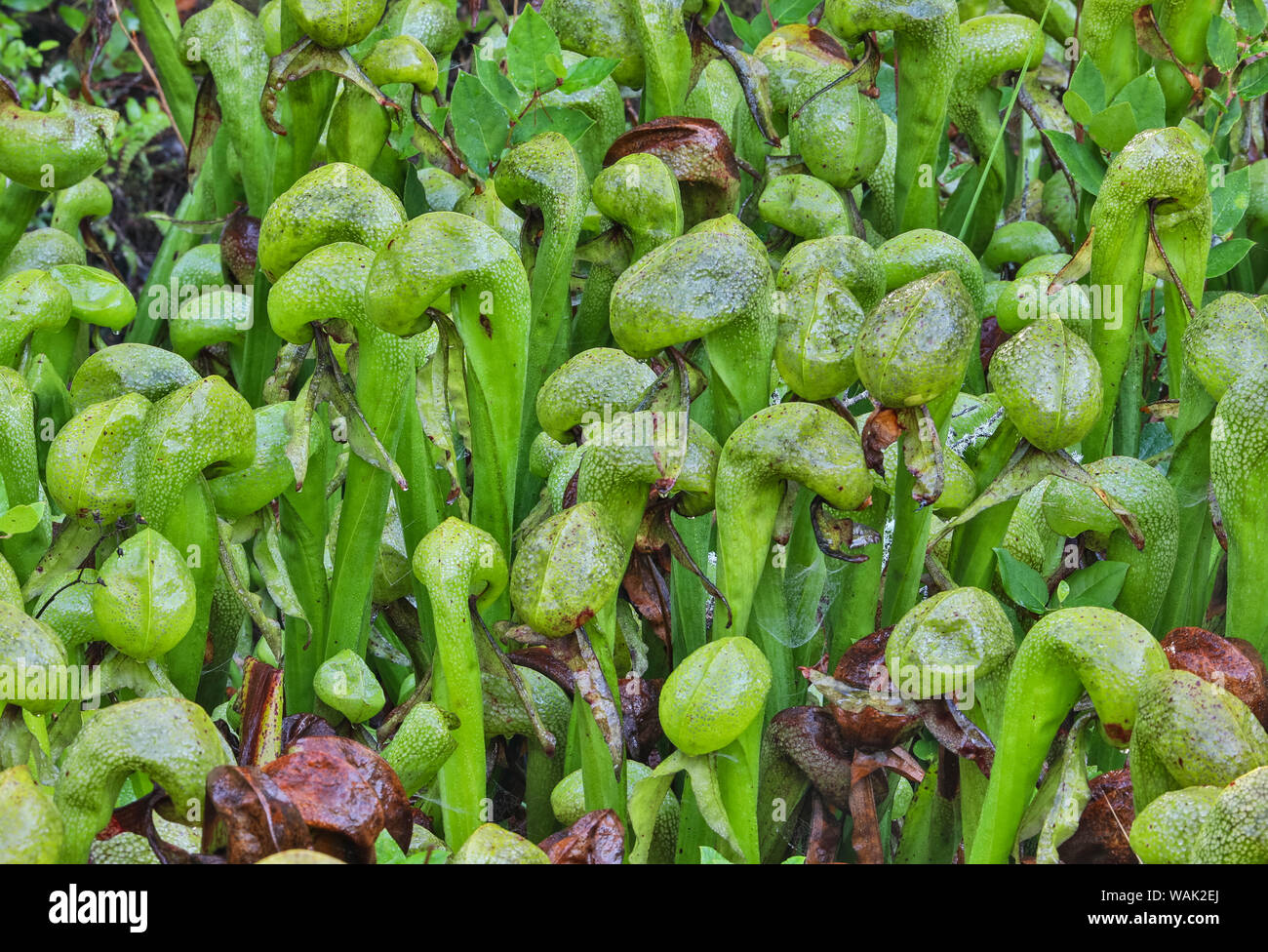 Darlingtonia pitcher plant hi-res stock photography and images - Alamy