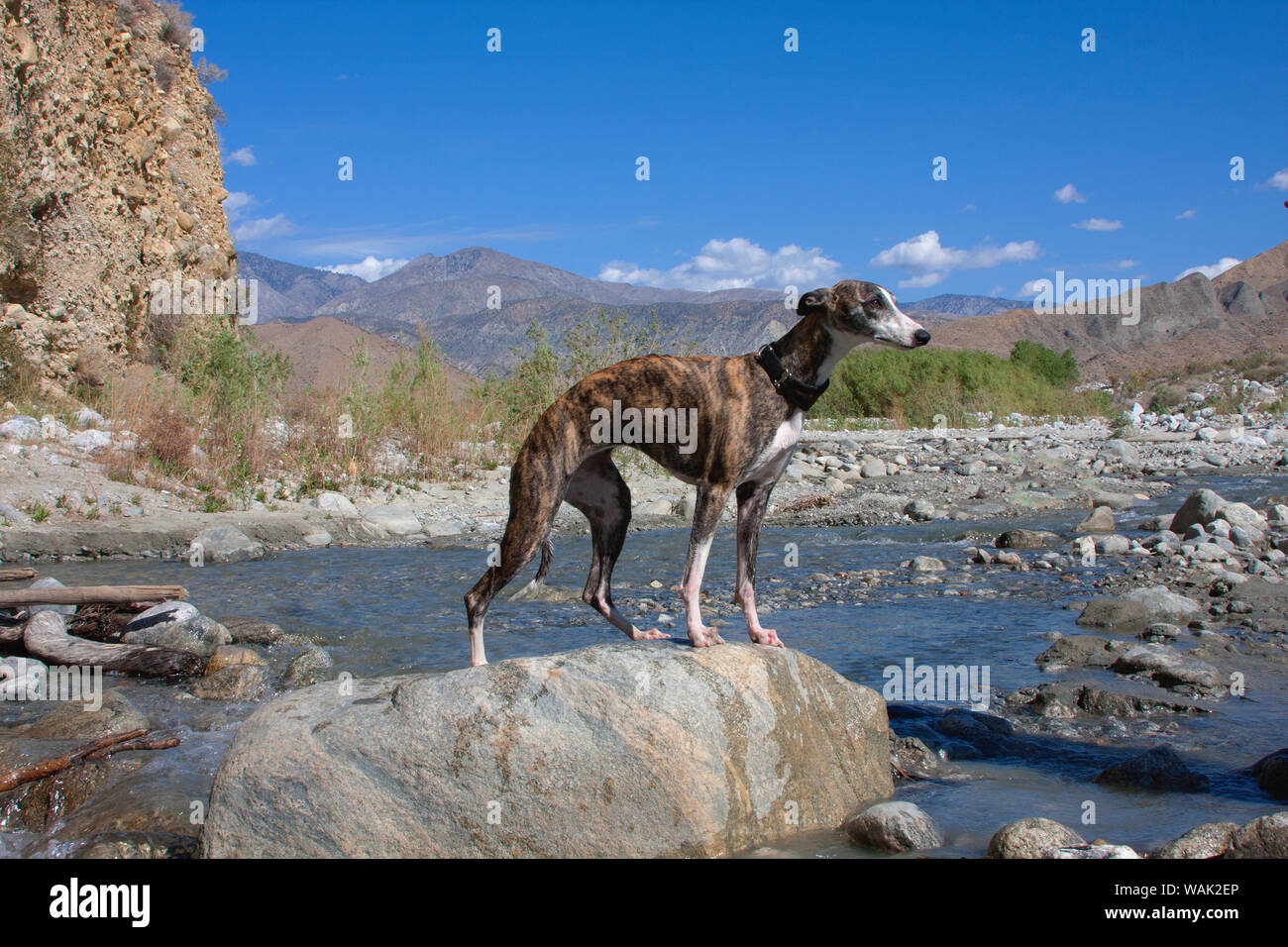 Whippet water hi-res stock photography and images - Alamy