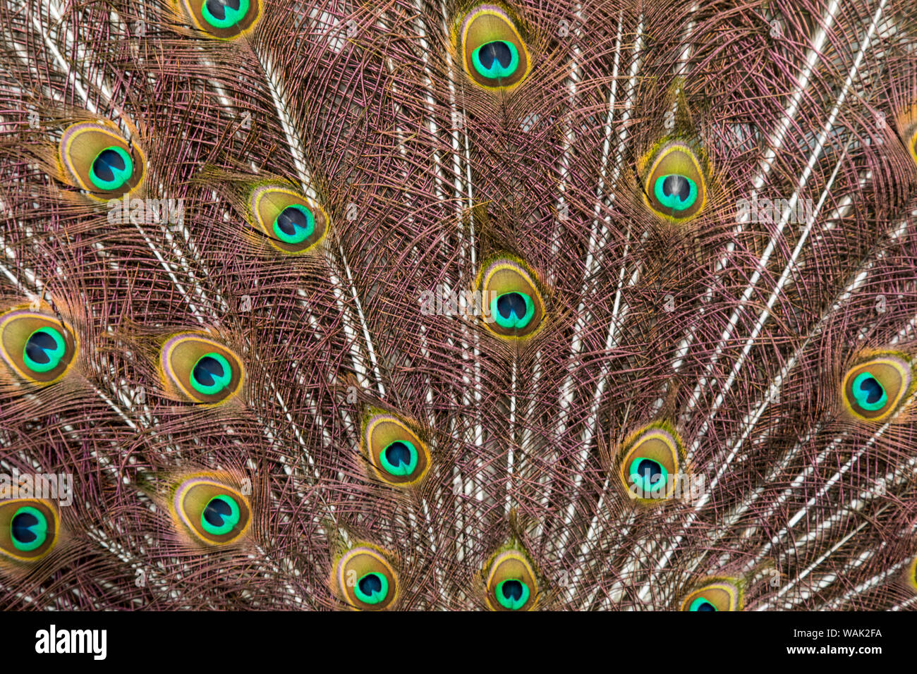 Fanning out hi-res stock photography and images - Alamy