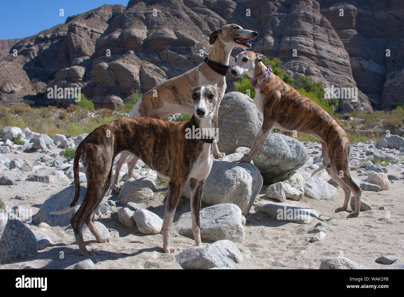 Three whippets standing in a canyon (PR Stock Photo - Alamy