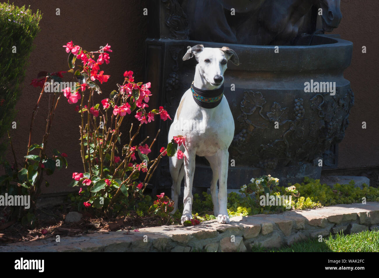 Whippet standing hi-res stock photography and images - Alamy