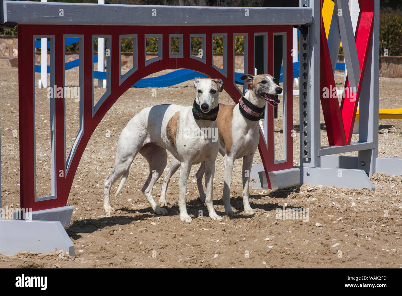 Two Whippets High Resolution Stock Photography and Images - Alamy