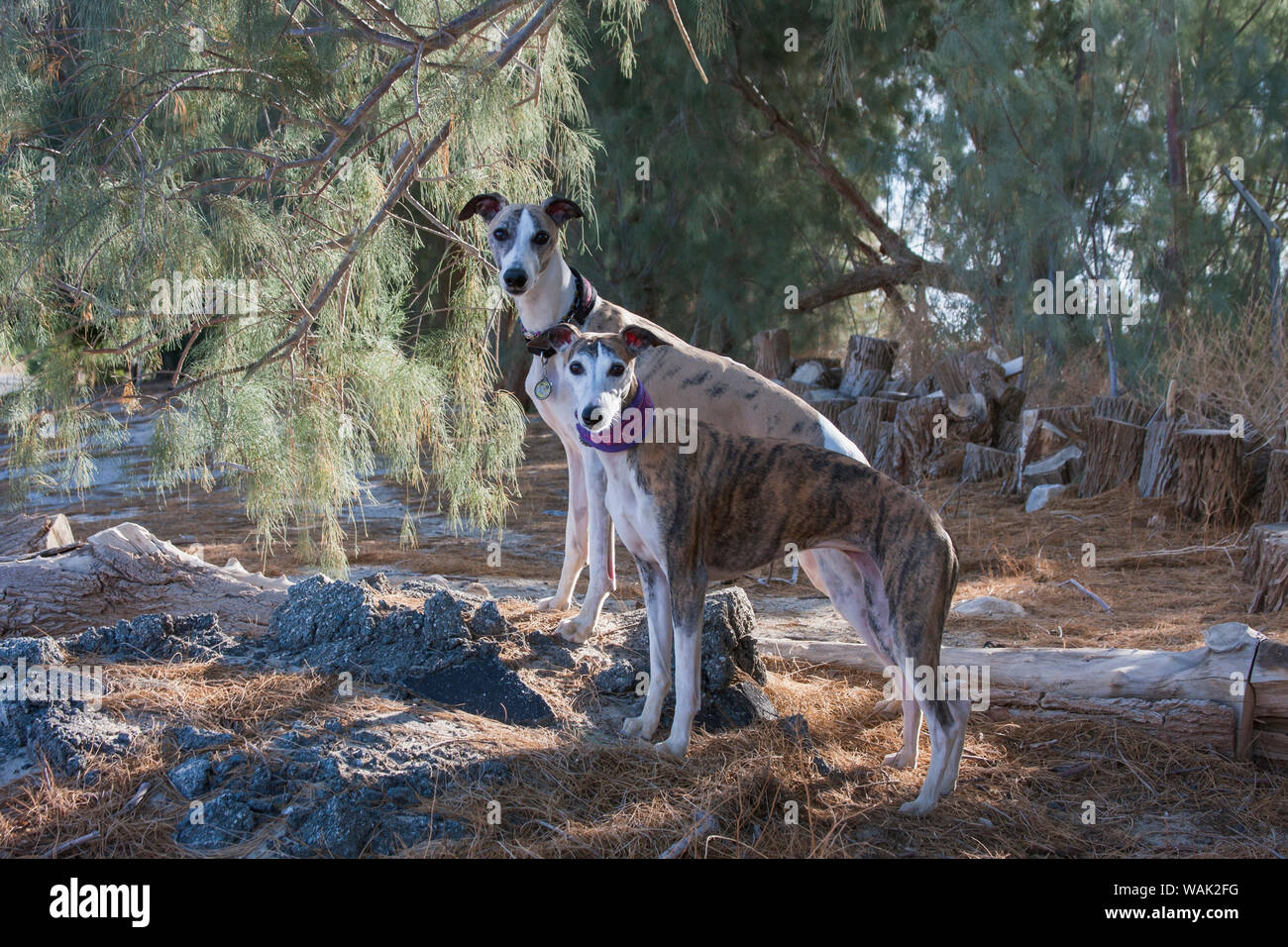 Two Whippets High Resolution Stock Photography and Images - Alamy