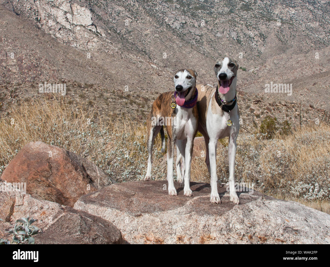 Two Whippets High Resolution Stock Photography and Images - Alamy