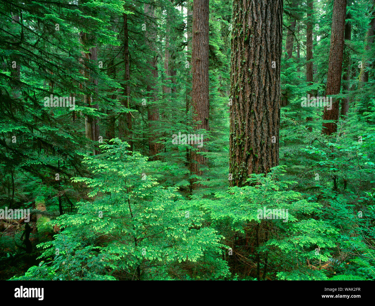 Tree sapling douglas fir hi-res stock photography and images - Alamy