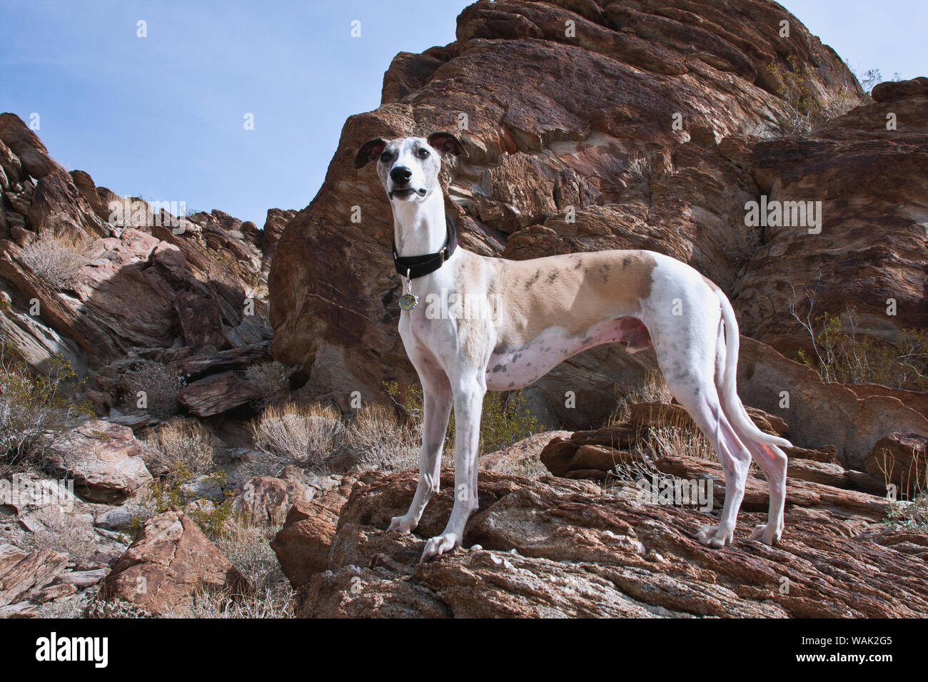 Whippet standing on a rock (PR Stock Photo - Alamy
