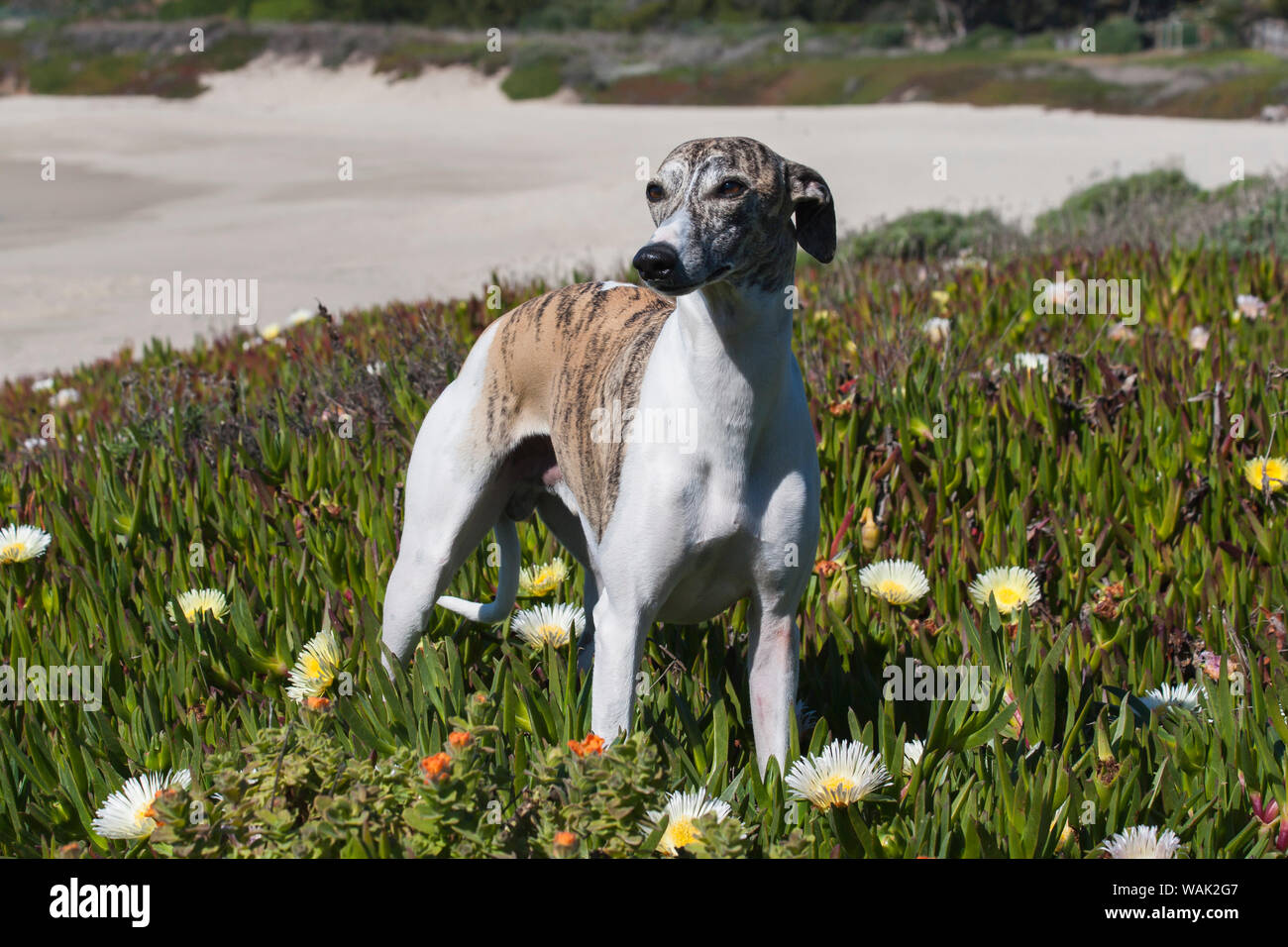 Whippet standing in ice plant (PR Stock Photo - Alamy