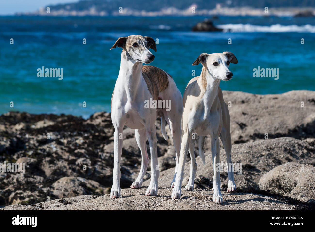 Two whippets by the sea (PR Stock Photo - Alamy