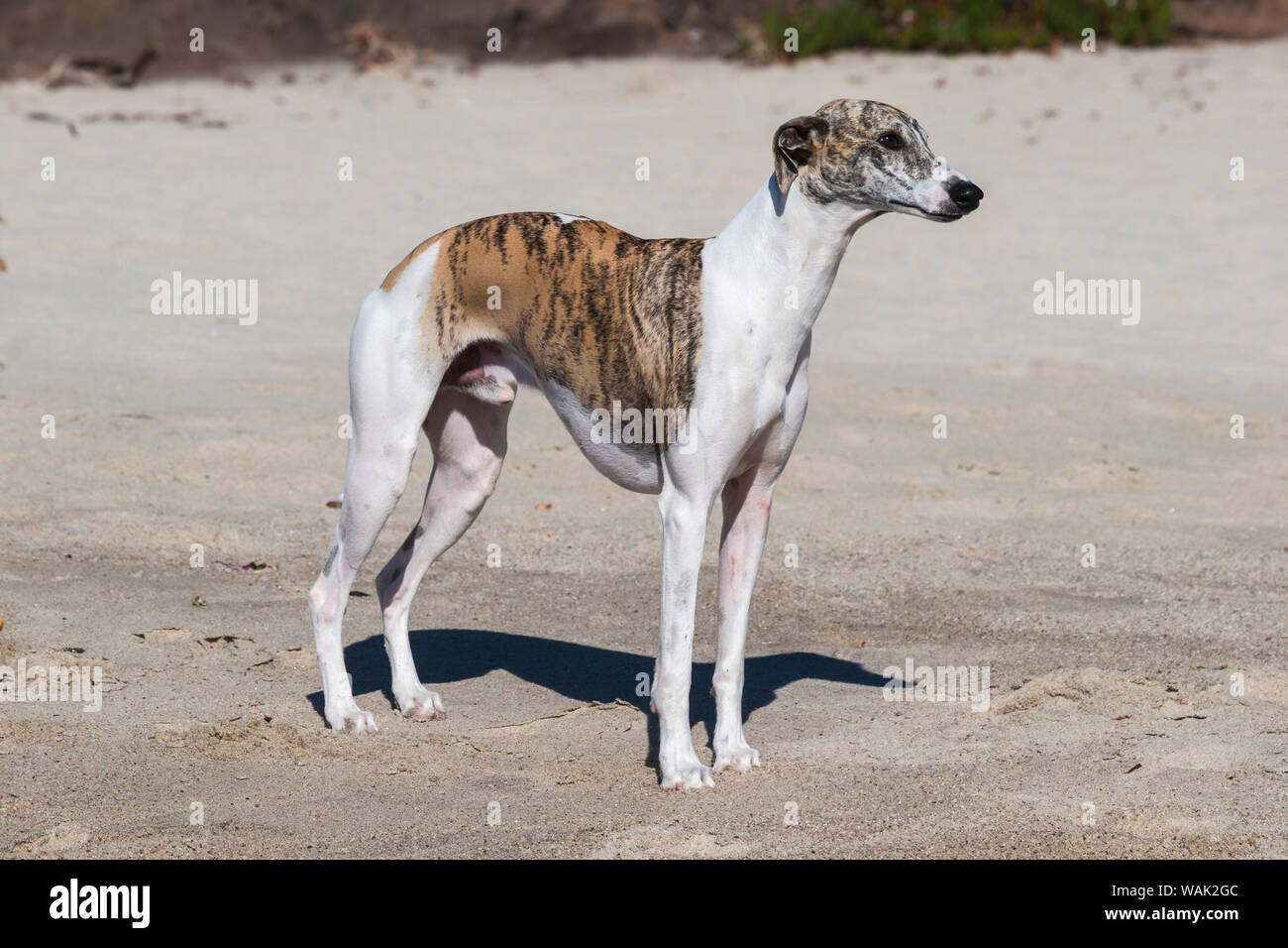 Whippet on the beach hi-res stock photography and images - Alamy
