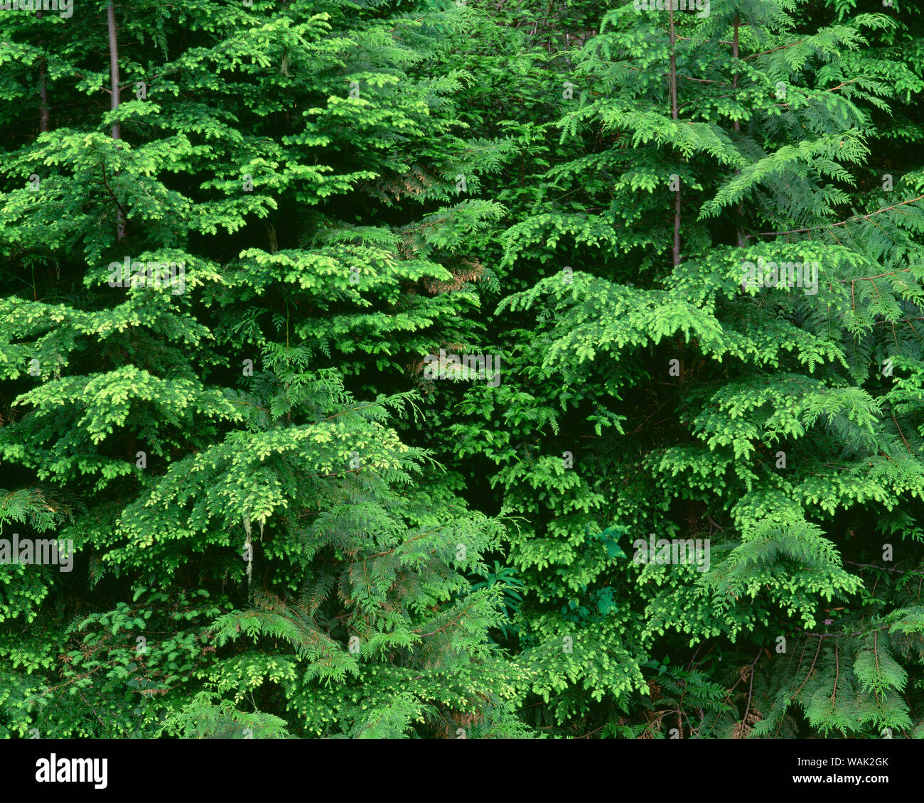 Western hemlock leaf hi-res stock photography and images - Alamy