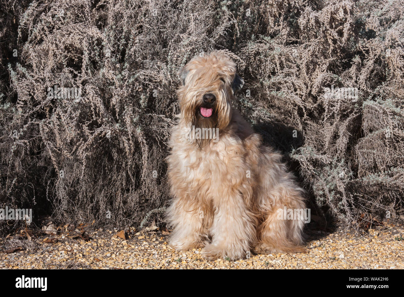 Terrier with docked tail hi-res stock photography and images - Alamy