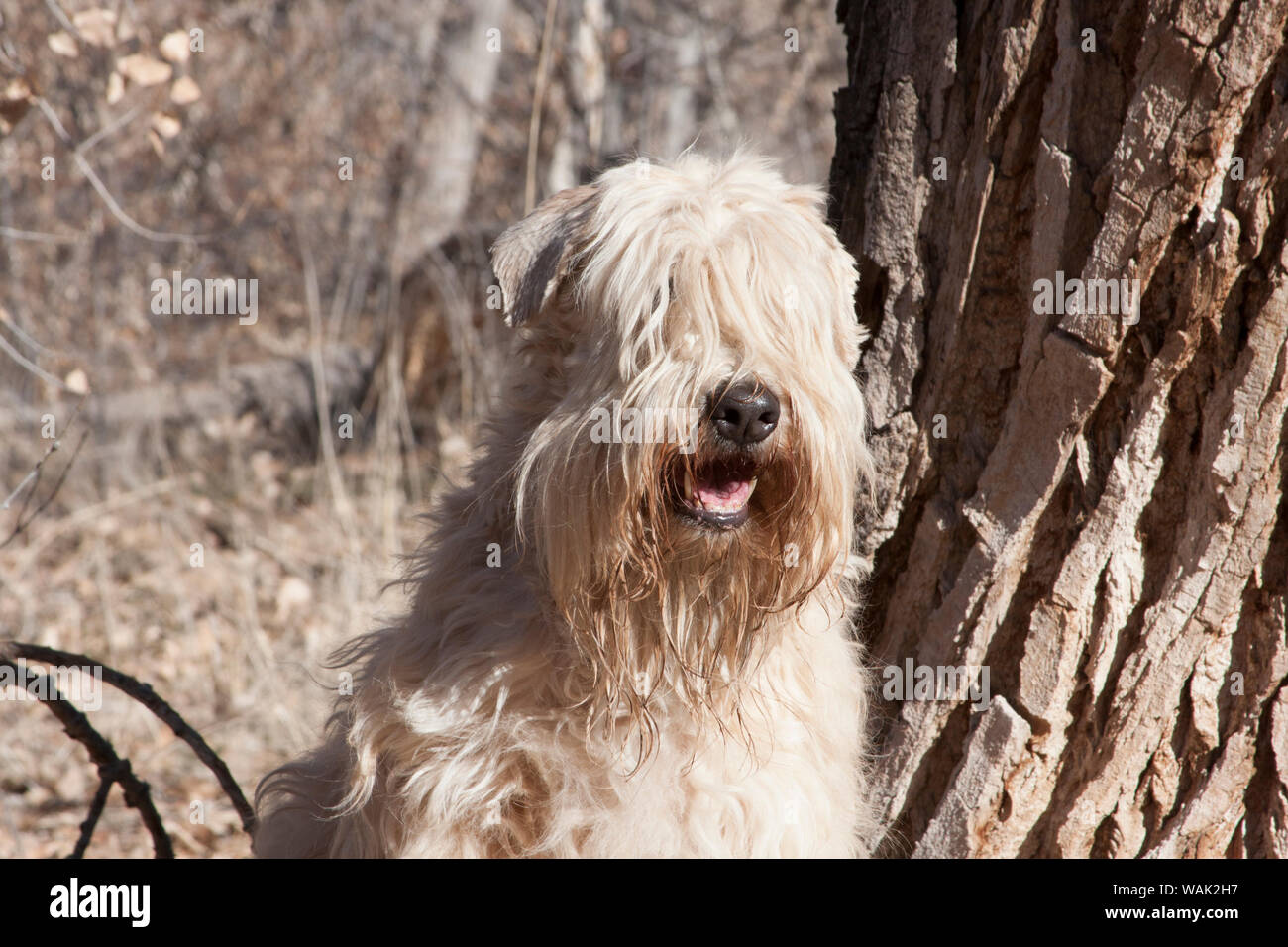 Wheaton Terrier High Resolution Stock Photography and Images - Alamy