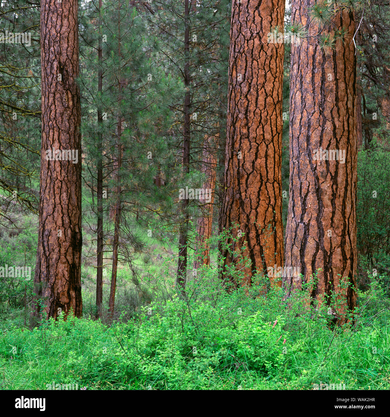 Old conifer mature tree hi-res stock photography and images - Alamy