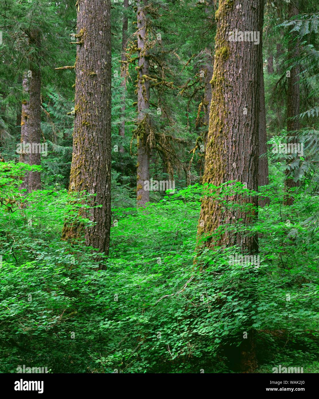 Douglas fir western hemlock hi-res stock photography and images - Alamy