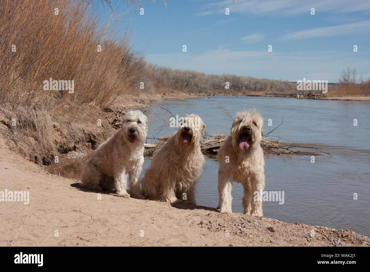 Soft coated wheaton terriers hi-res stock photography and images - Alamy