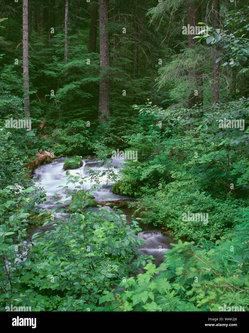 USA, Oregon, Willamette National Forest. Roaring River and surrounding ...