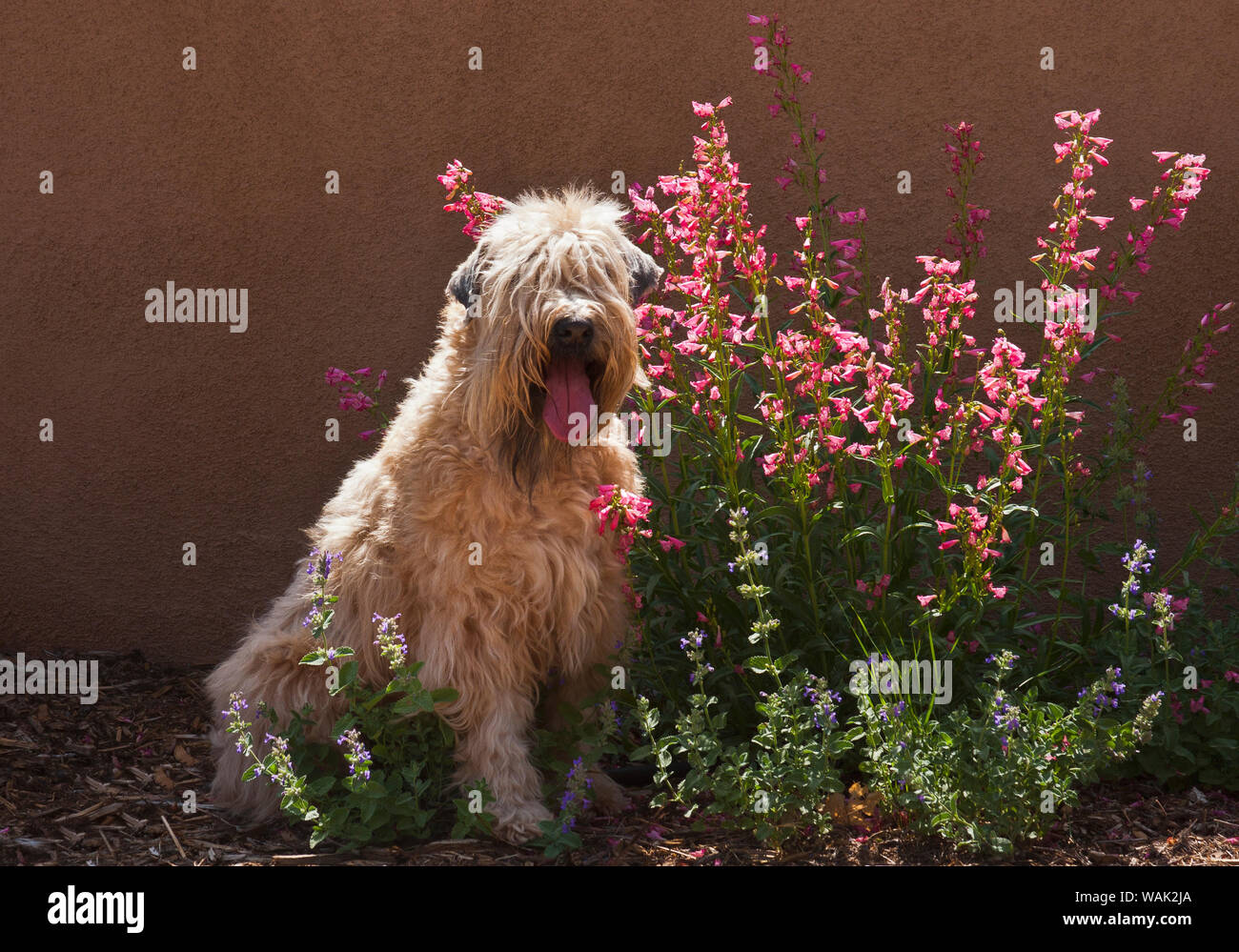 Summer wheaton hi-res stock photography and images - Alamy