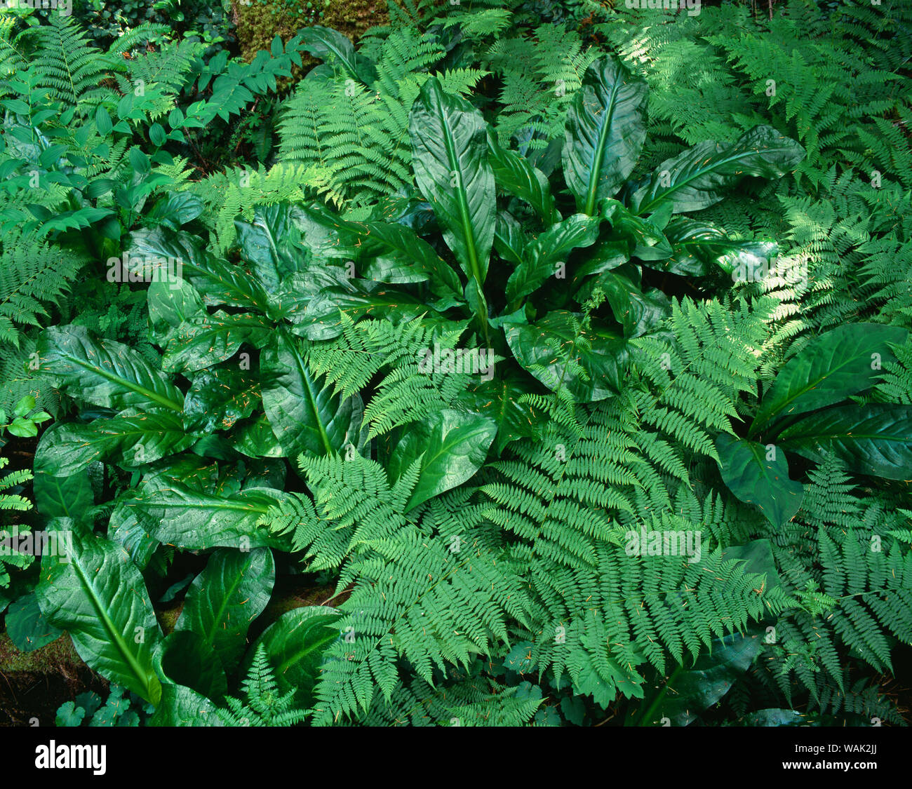 USA, Oregon, Mount Hood National Forest. Skunk cabbage and bracken fern ...