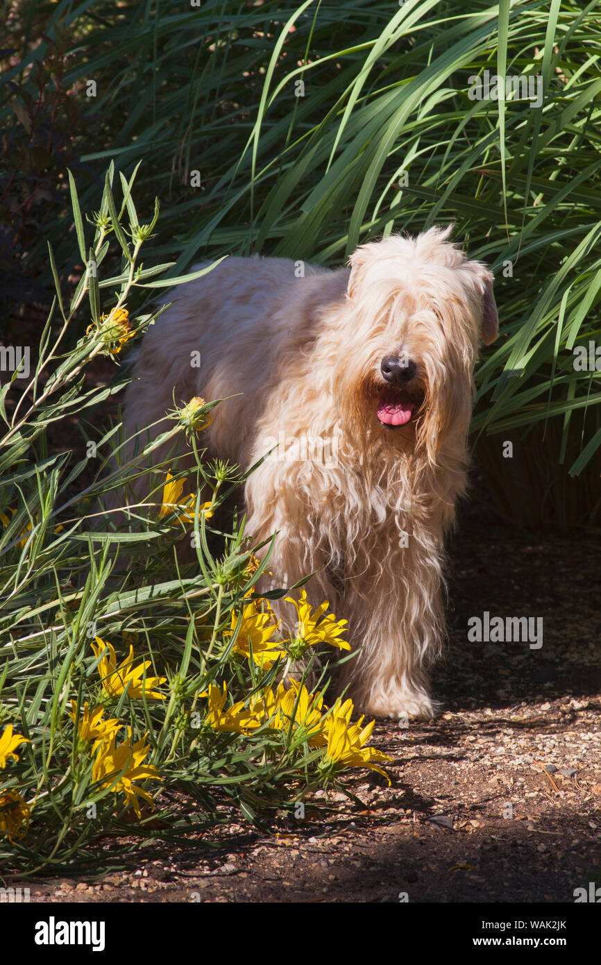 Summer wheaton hi-res stock photography and images - Alamy