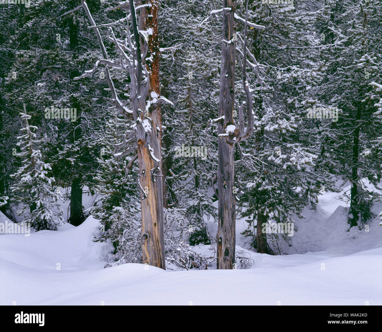 John forest national park hi-res stock photography and images - Alamy