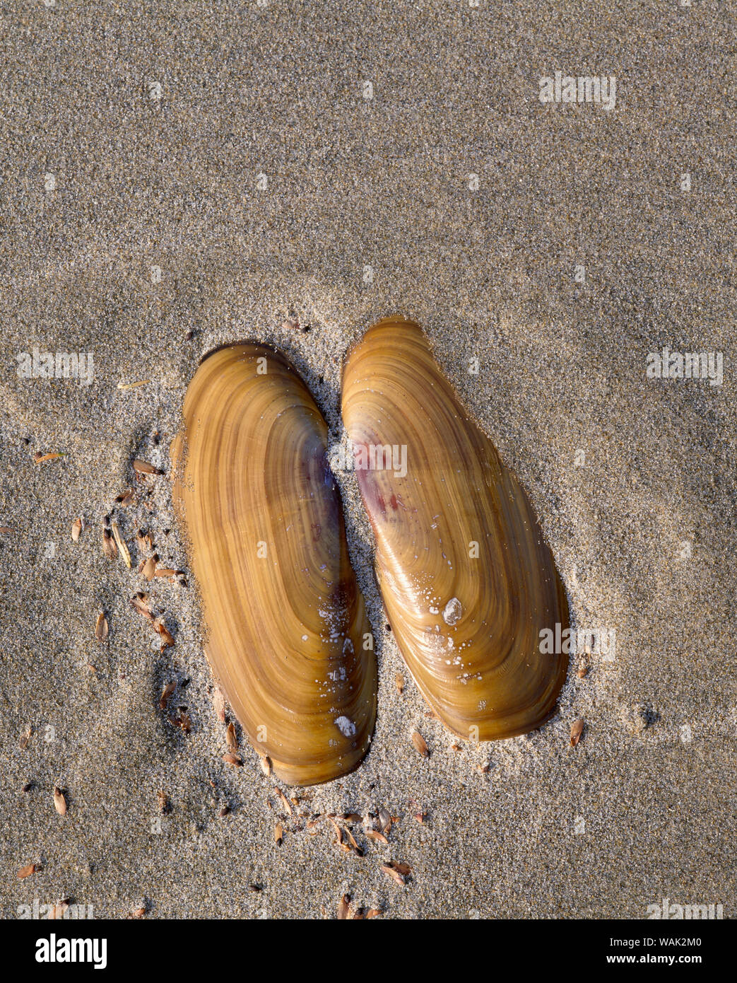 USA, Oregon, Oswald West State Park, Mussel shell and beach sand Stock ...