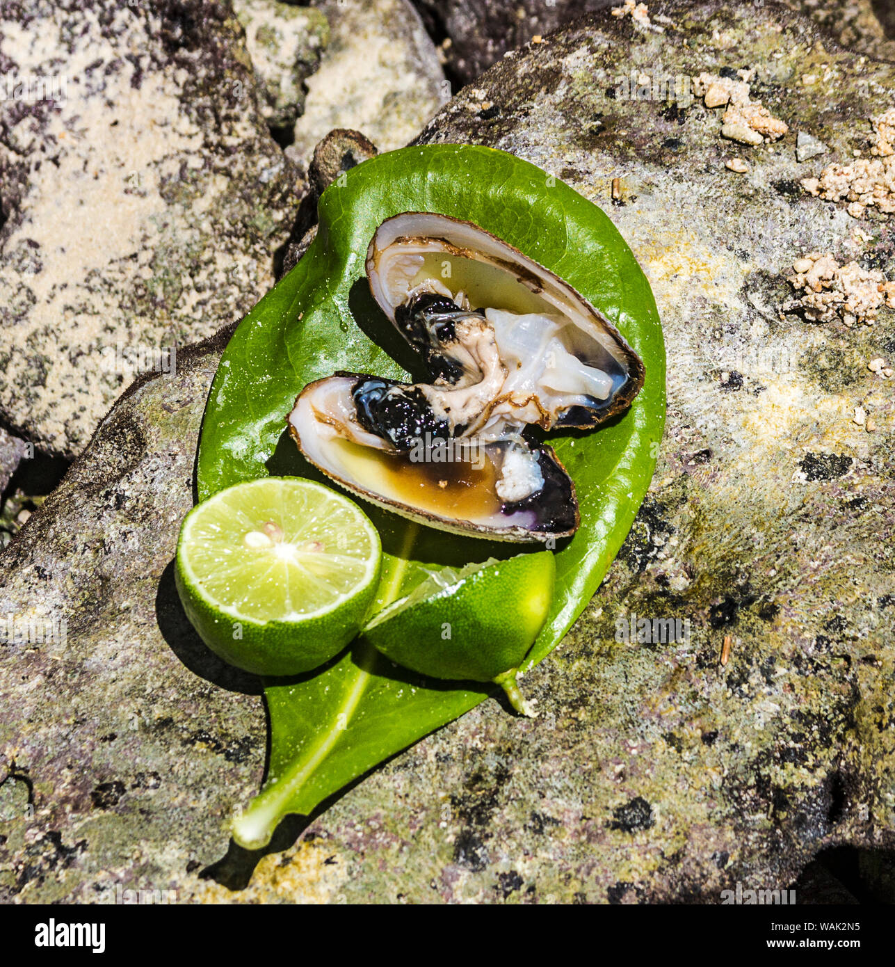 Clam leaf hi-res stock photography and images - Alamy