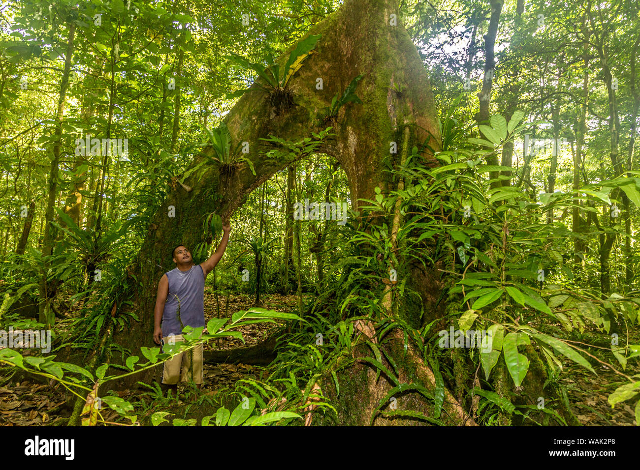 Yela ka forest hi-res stock photography and images - Alamy