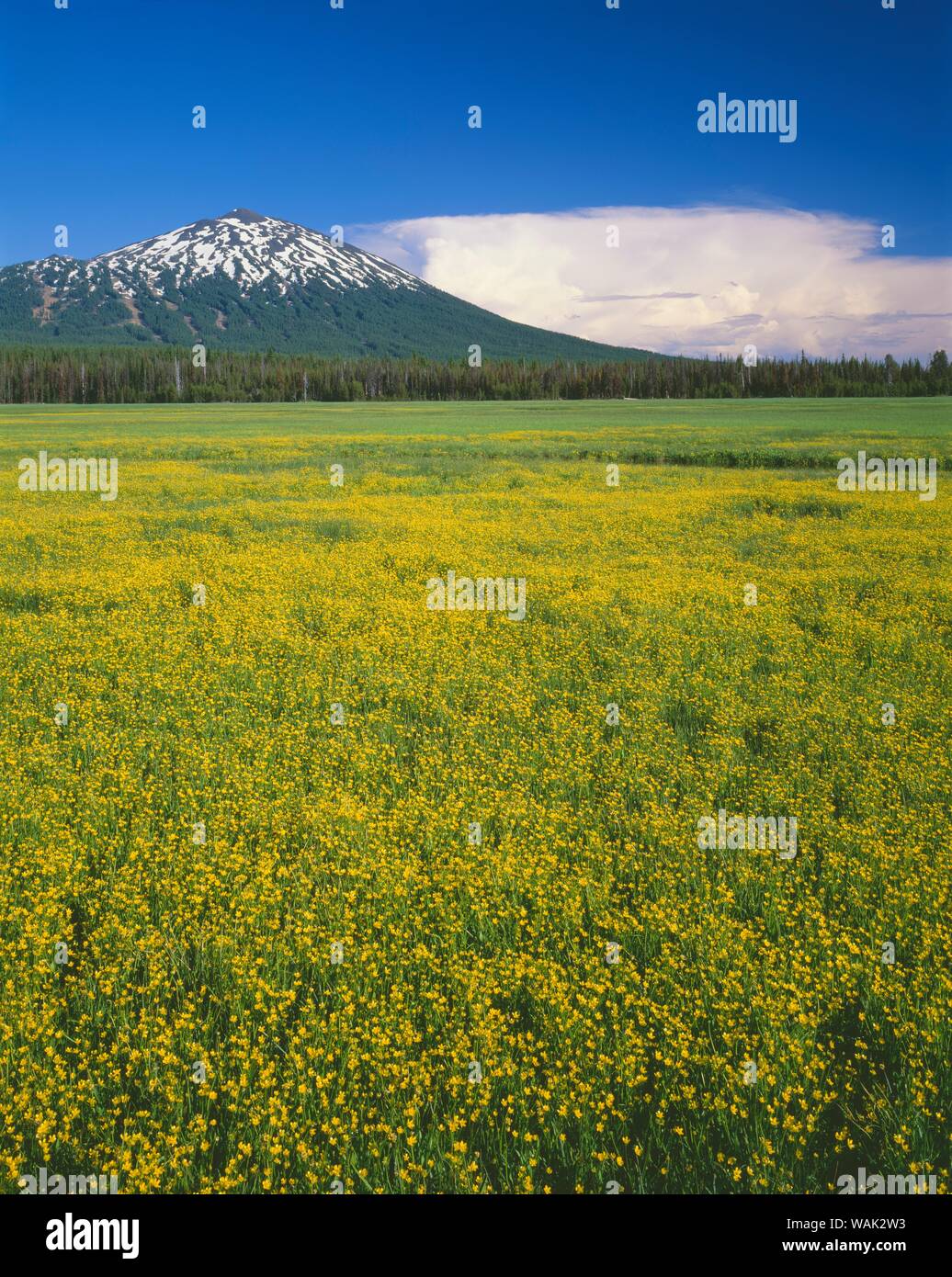 USA, Oregon, Deschutes National Forest. Mount Bachelor rises above ...
