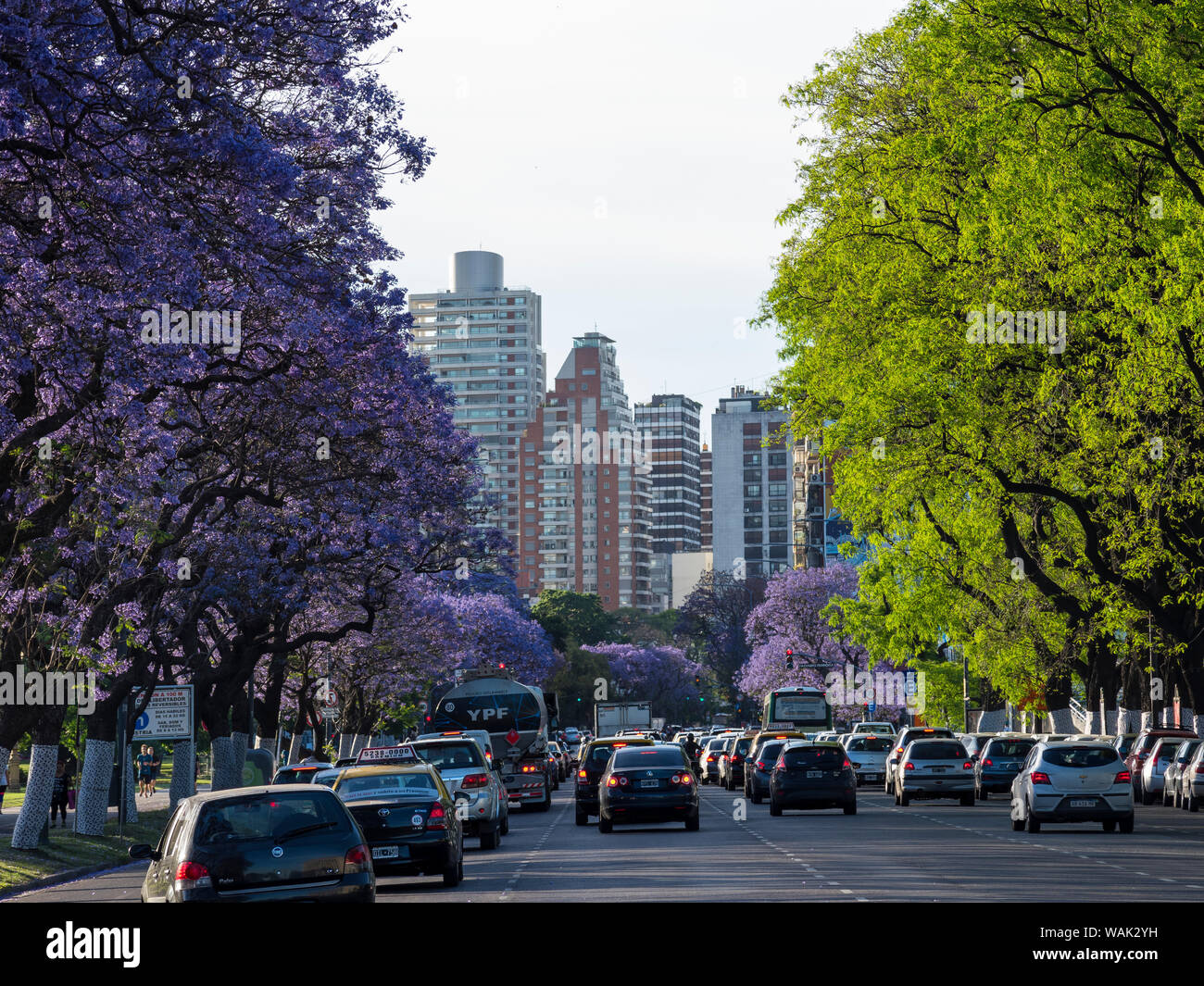 Jacaranda tree argentina hi-res stock photography and images - Alamy