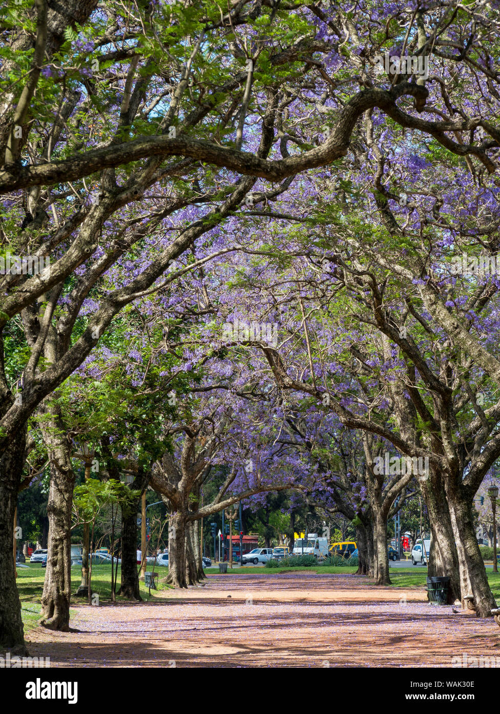 Jacaranda buenos aires hi-res stock photography and images - Alamy