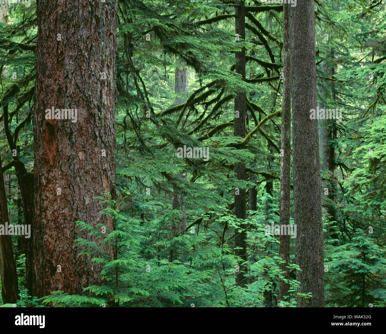 USA, Oregon, Columbia River Gorge National Scenic Area. Old growth ...
