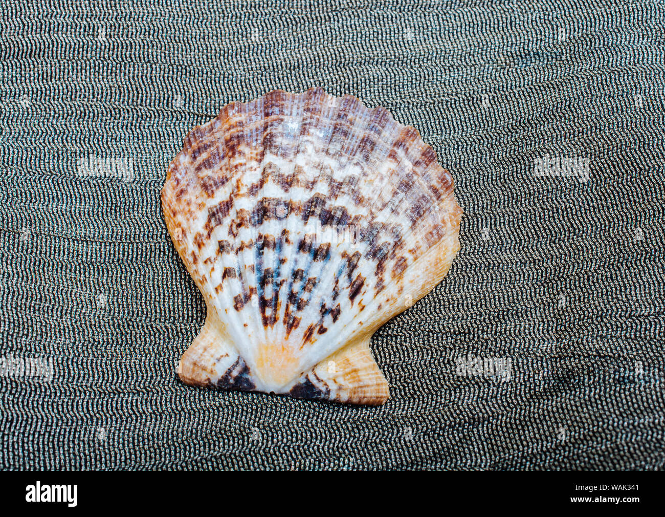 the pearl shell as a sea shell object in view Stock Photo - Alamy