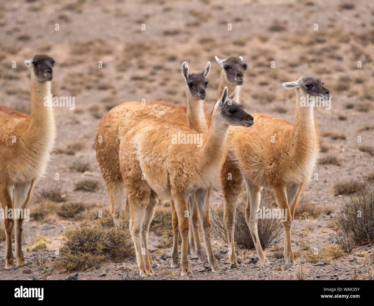 Guanaco cardones argentina hi-res stock photography and images - Alamy