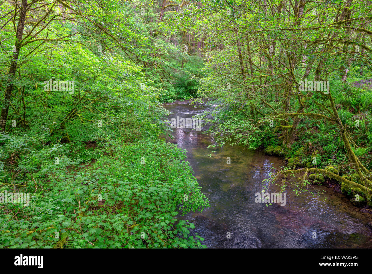 Silver falls state park red hi-res stock photography and images - Alamy