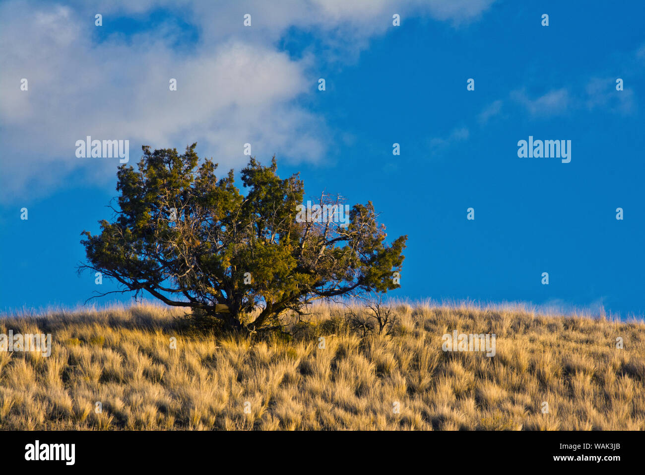 Juniper Tree, Painted Hills, John Day Fossil Beds, Oregon, USA Stock ...