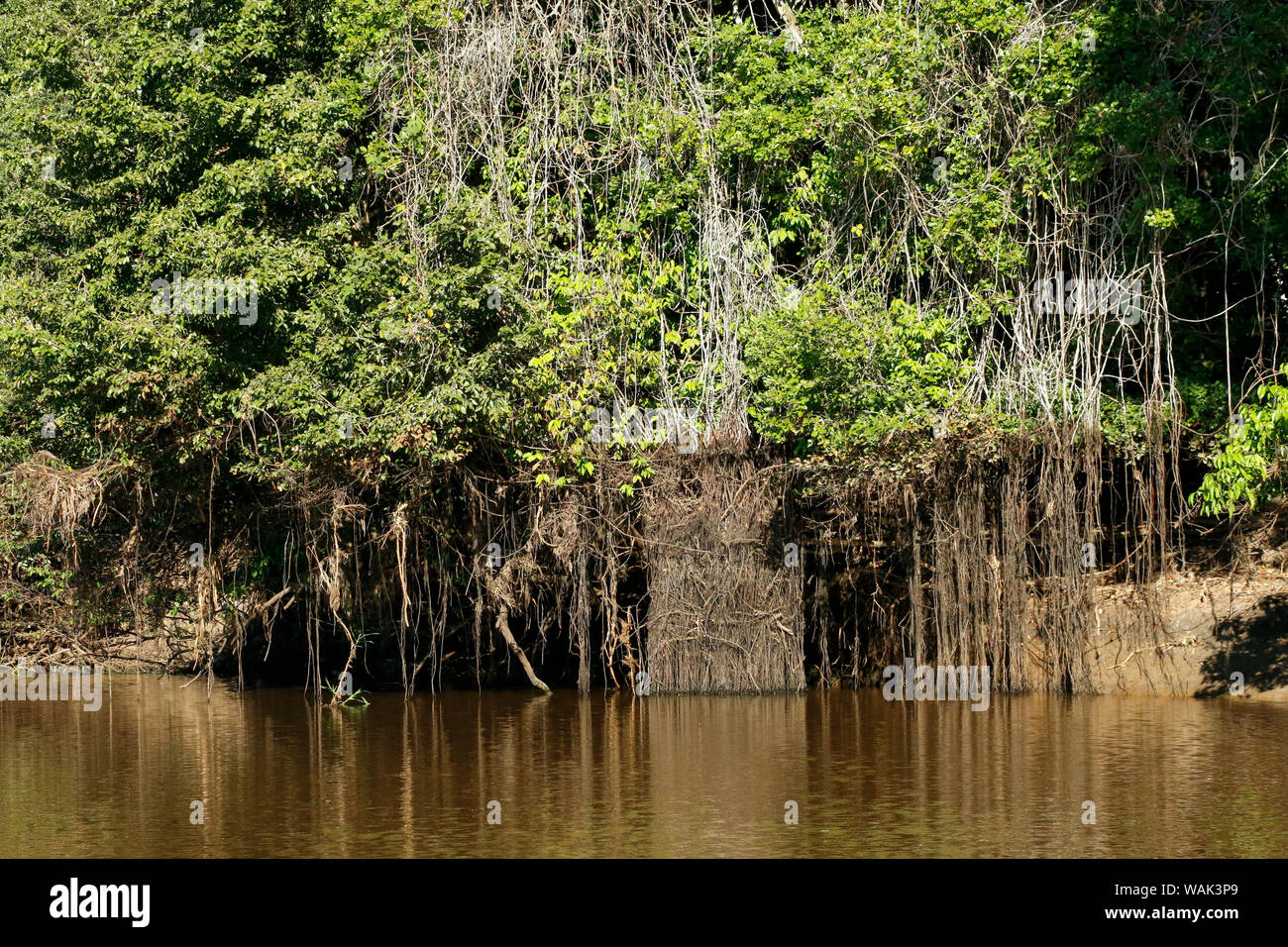Pantanal, Mato Grosso, Brazil. Mangrove forest along the Cuiaba River ...