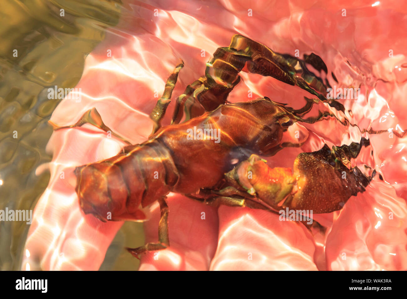 Crayfish river hi-res stock photography and images - Alamy