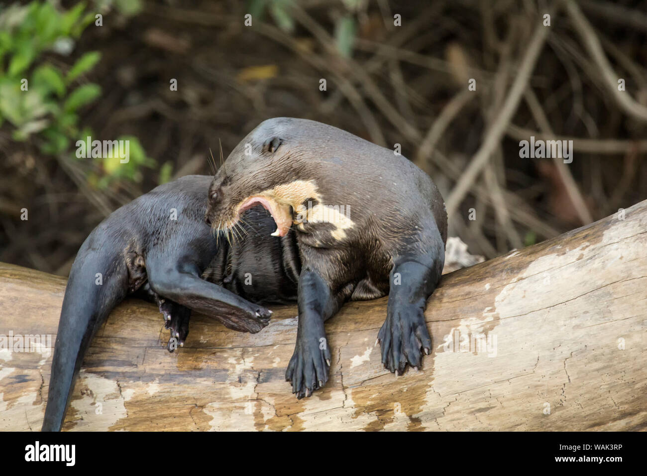 Pantanal, Mato Grosso, Brazil. Giant river otter growling at other who ...