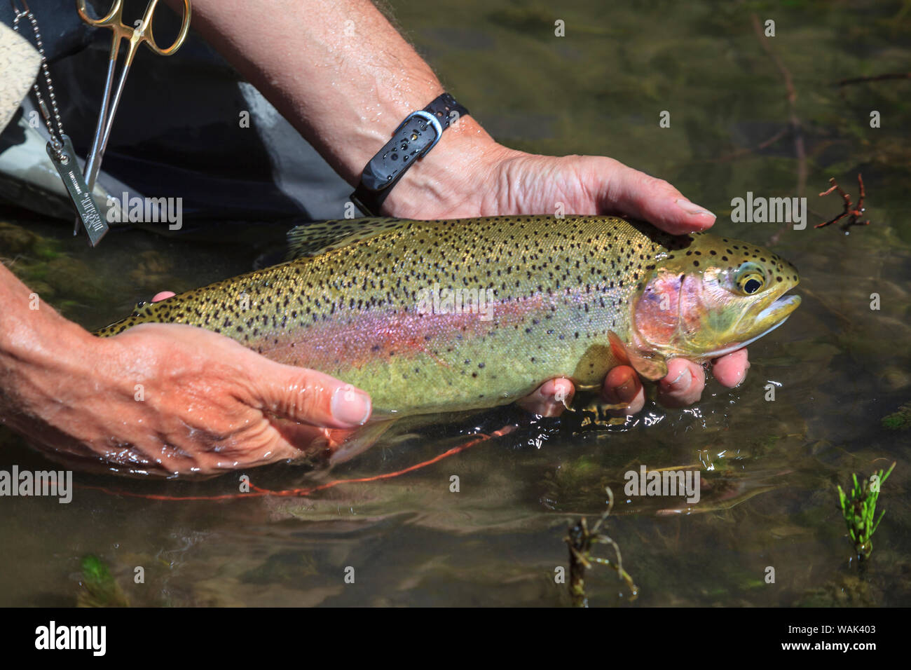 Rainbow Trout, Fly fisherman, Lower Deschutes River, Central Oregon ...