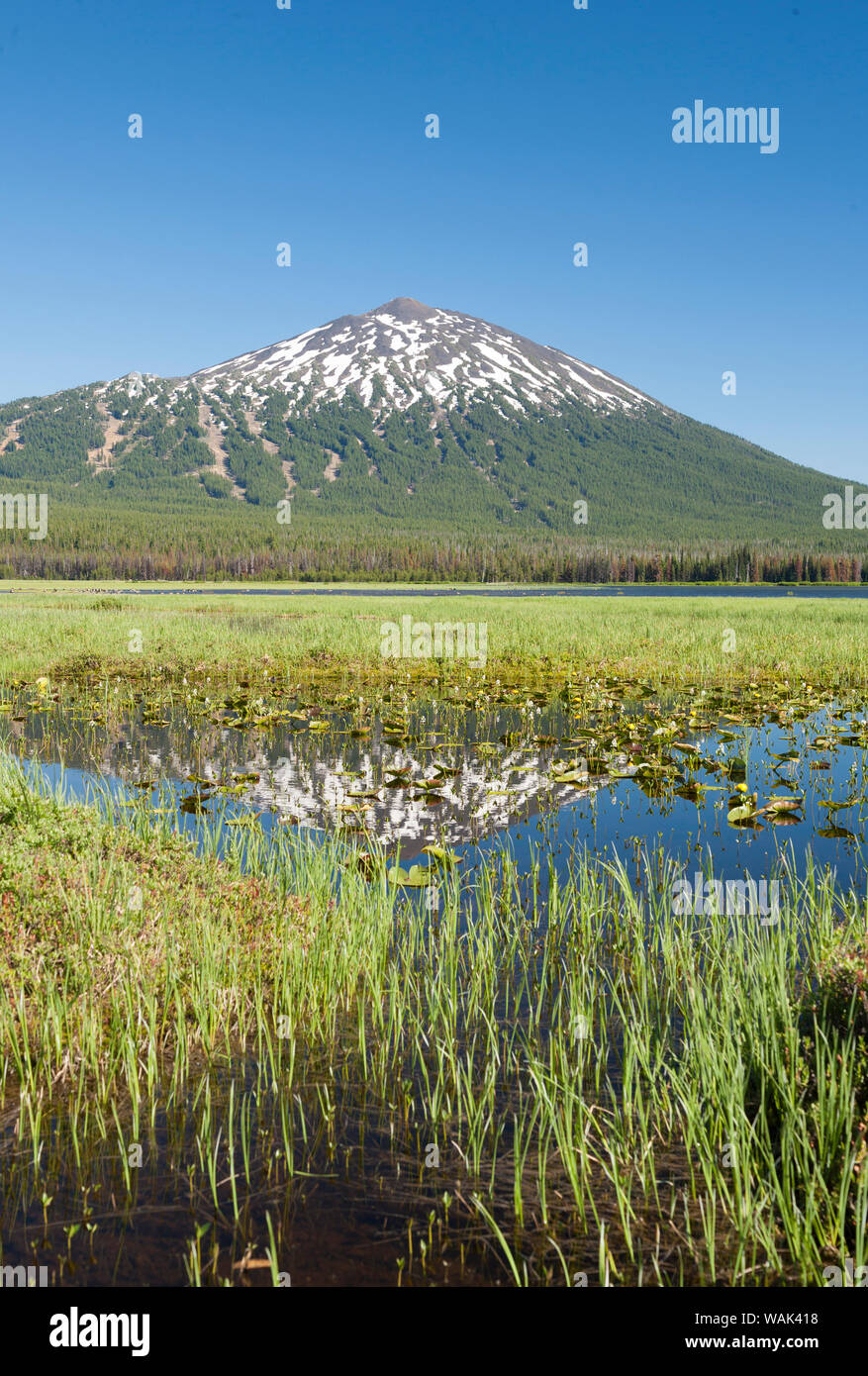 Lilly Pads, marsh at Dutchman Flats, near Sparks Lake, Eastern Oregon ...