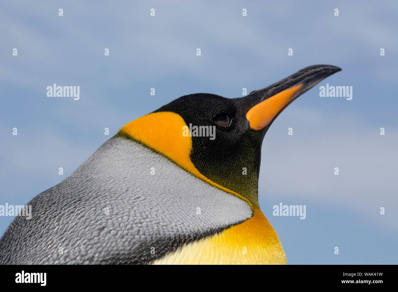 King penguin aptenodytes patagonicus portrait hi-res stock photography ...