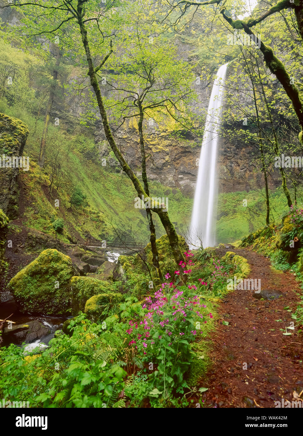 Elowah Falls, Everlasting Pea (Lathyrus latifolius), Columbia Gorge ...