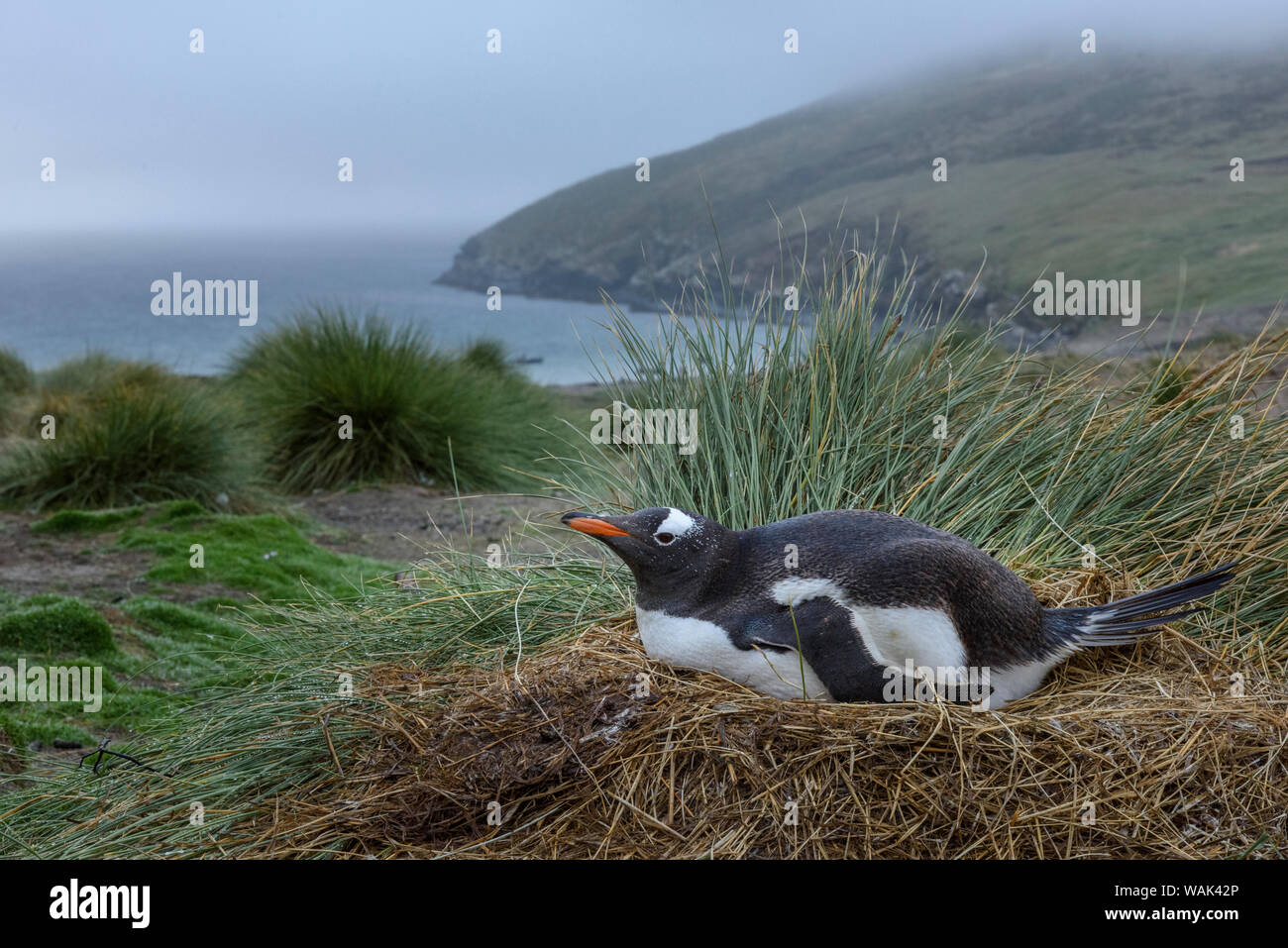 Penguin nurturing hi-res stock photography and images - Alamy