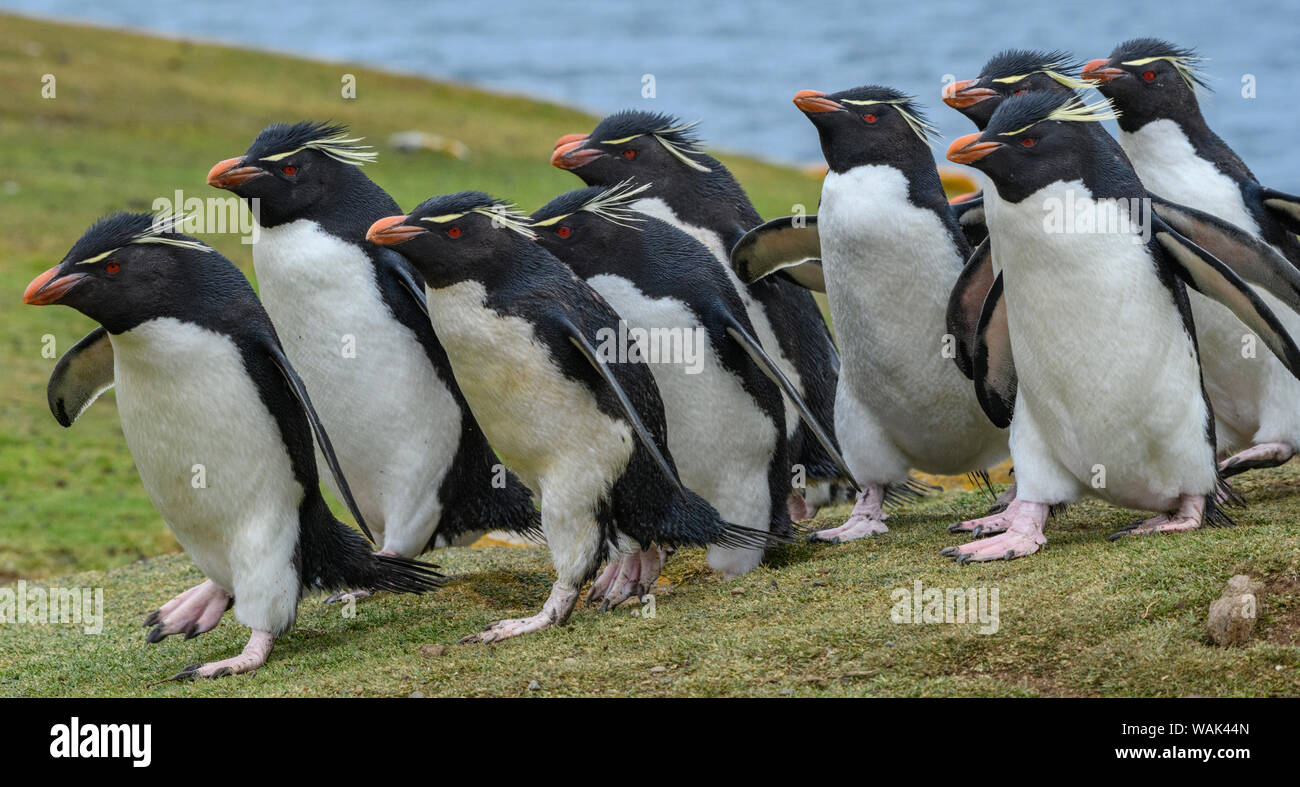 Falkland Islands, Saunders Island. Southern rockhopper penguins heading ...