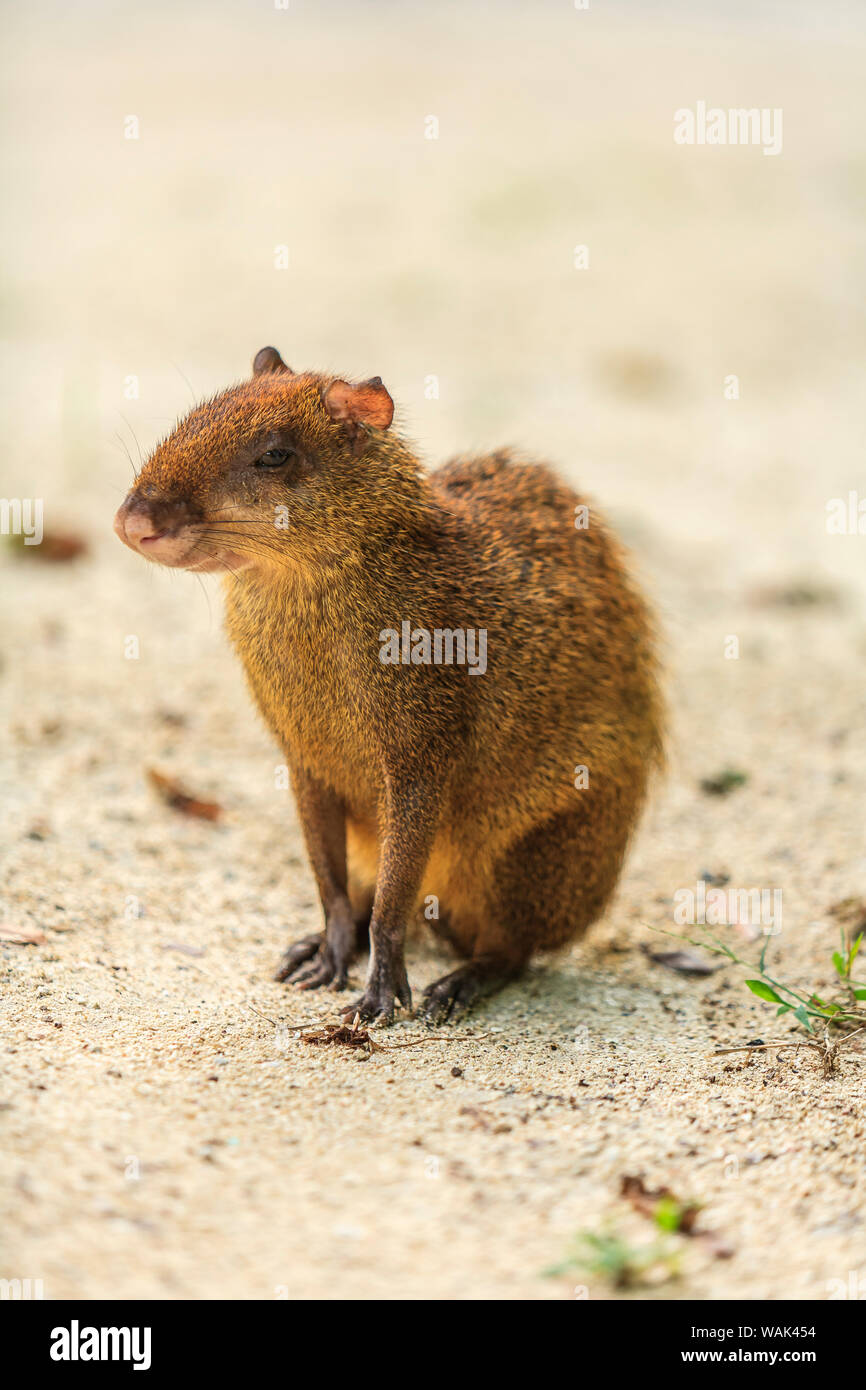 Agouti (Dasyprocta sp.), Roatan, Bay Islands, Honduras Stock Photo - Alamy