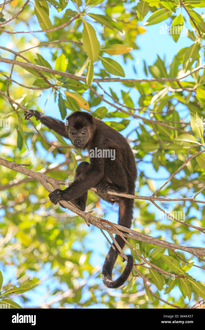 Central American Howler Monkey (Alouatta palliata), rehab center and ...